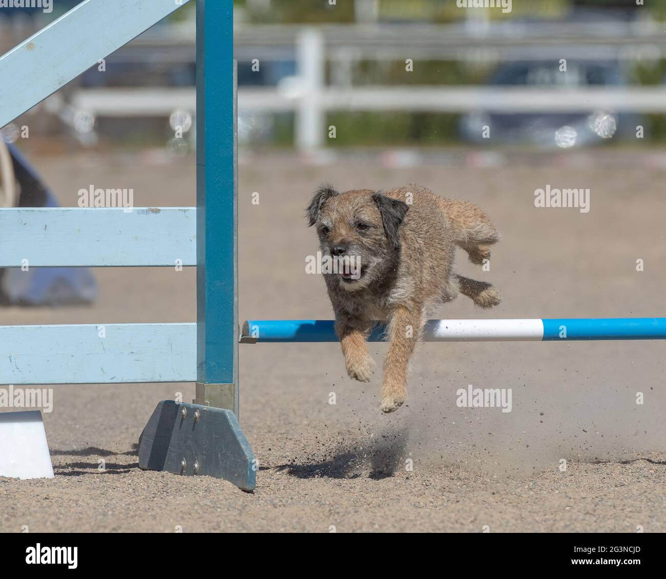 Border Terrier For Agility