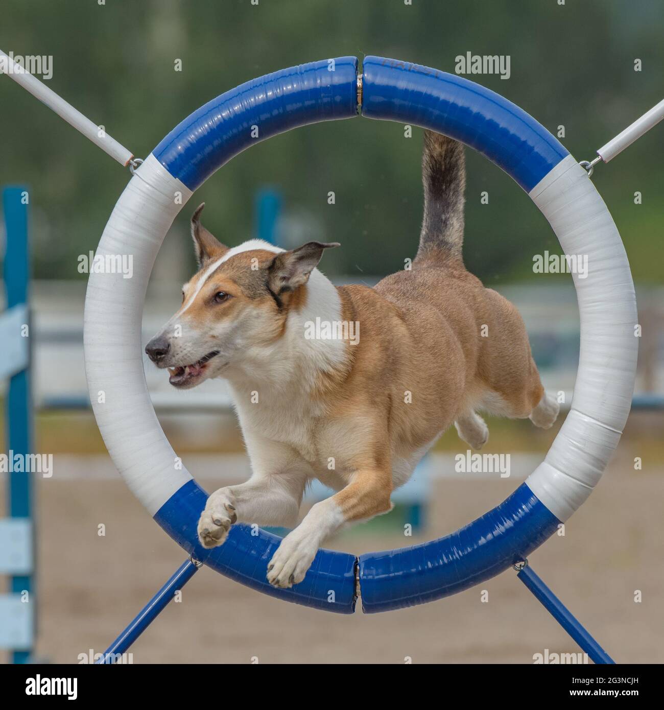 Animal jumping through hoop hi-res stock photography and images - Alamy