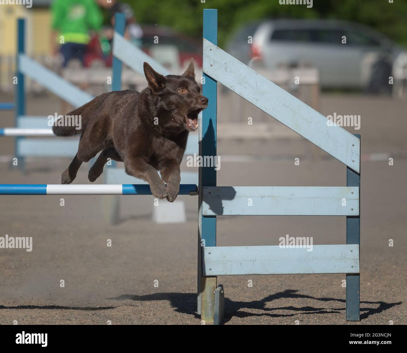 Australian Kelpie jumping over an agility hurdle in agility competition ...