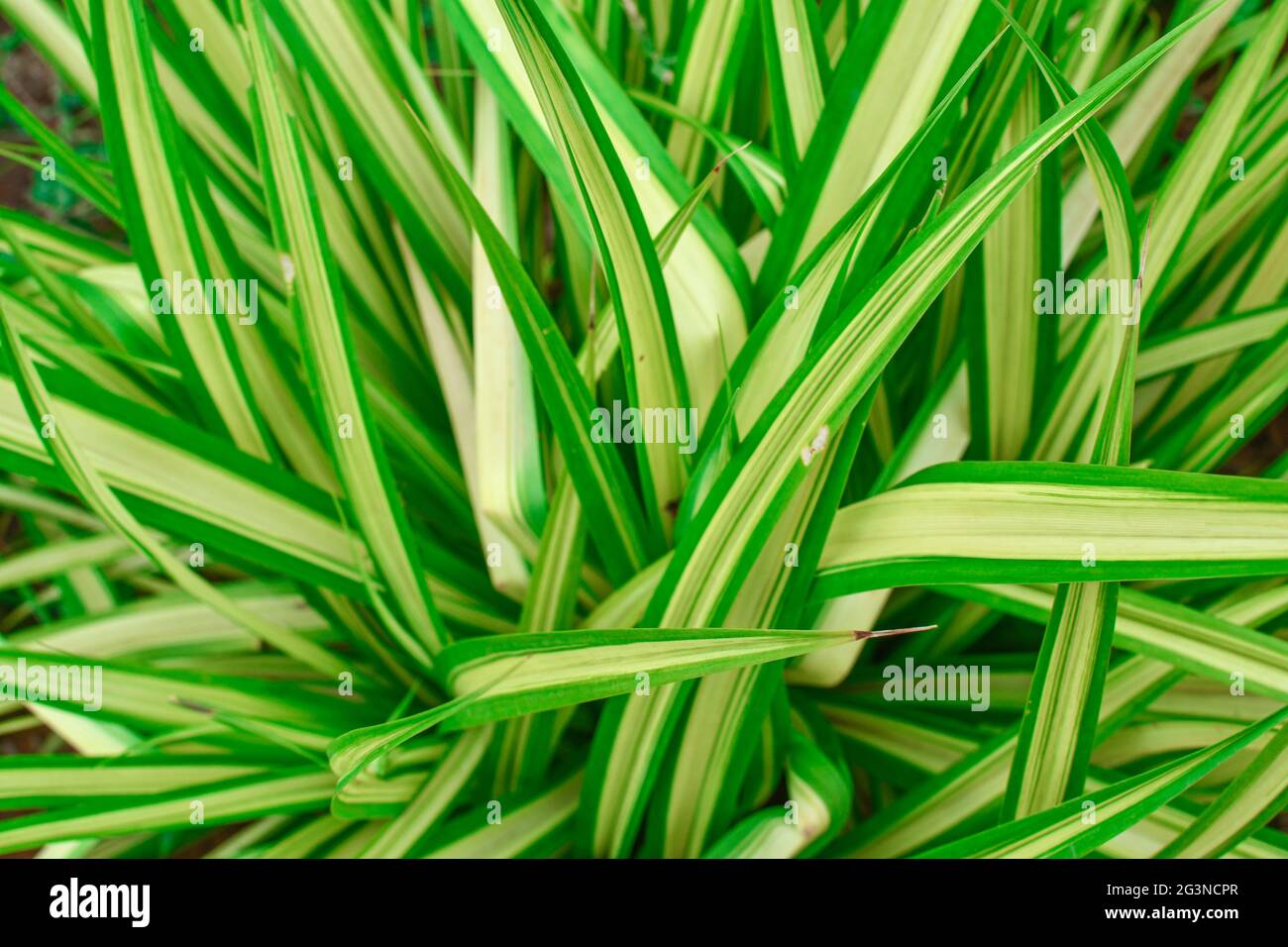 Grass On Garden Looks Like A Abstract Background Pattern Design. Looks ...