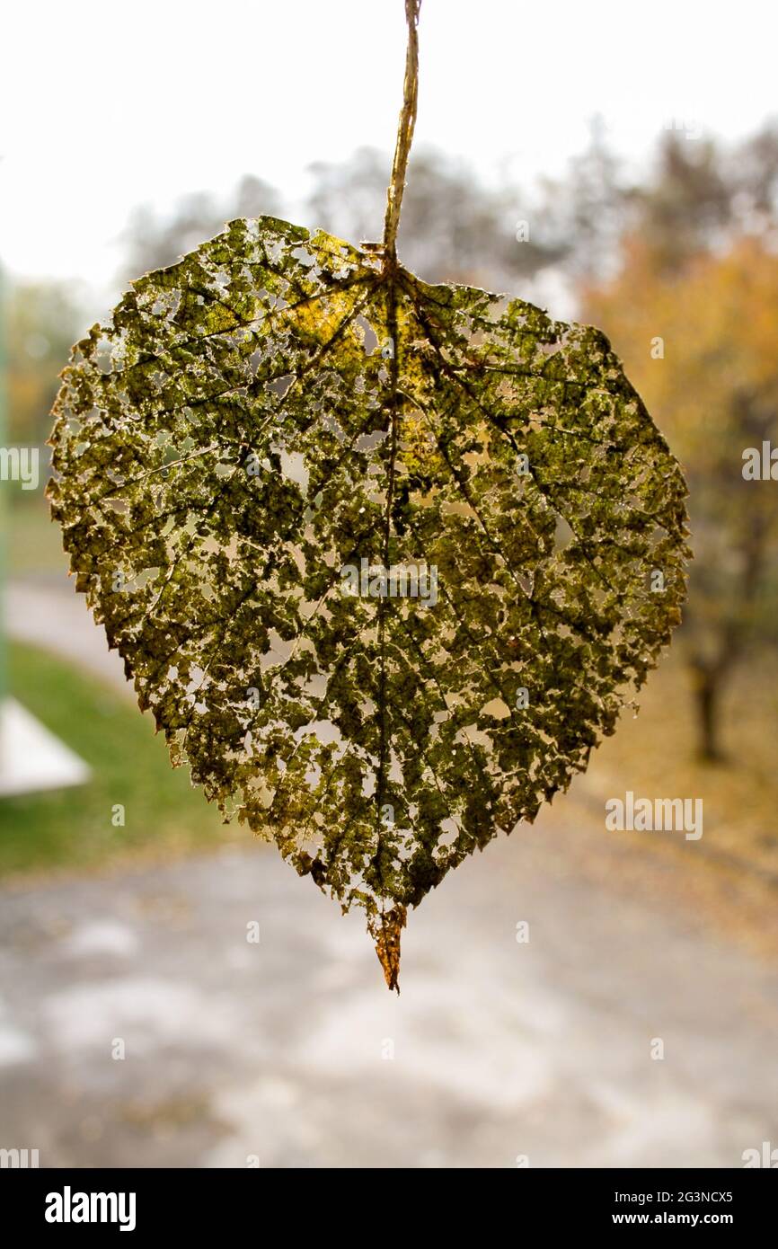 One dry leaf hi-res stock photography and images - Alamy