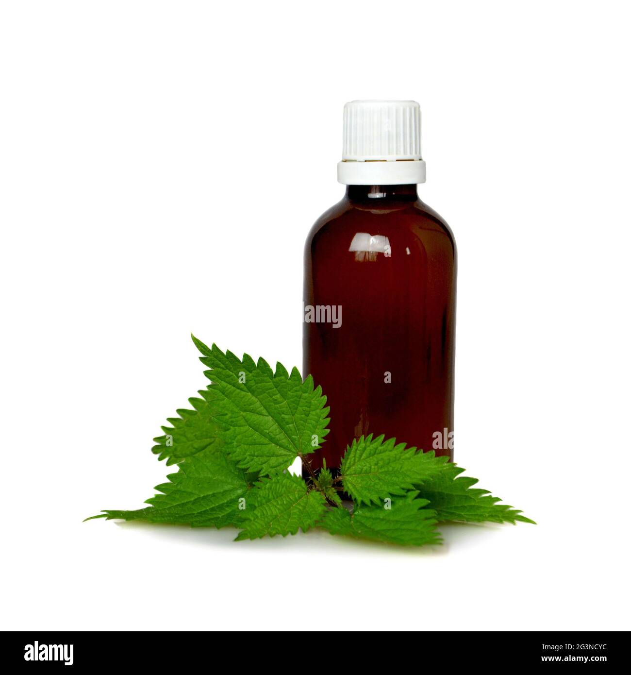 Perennial stinging nettle Cut Out Stock Images & Pictures - Alamy