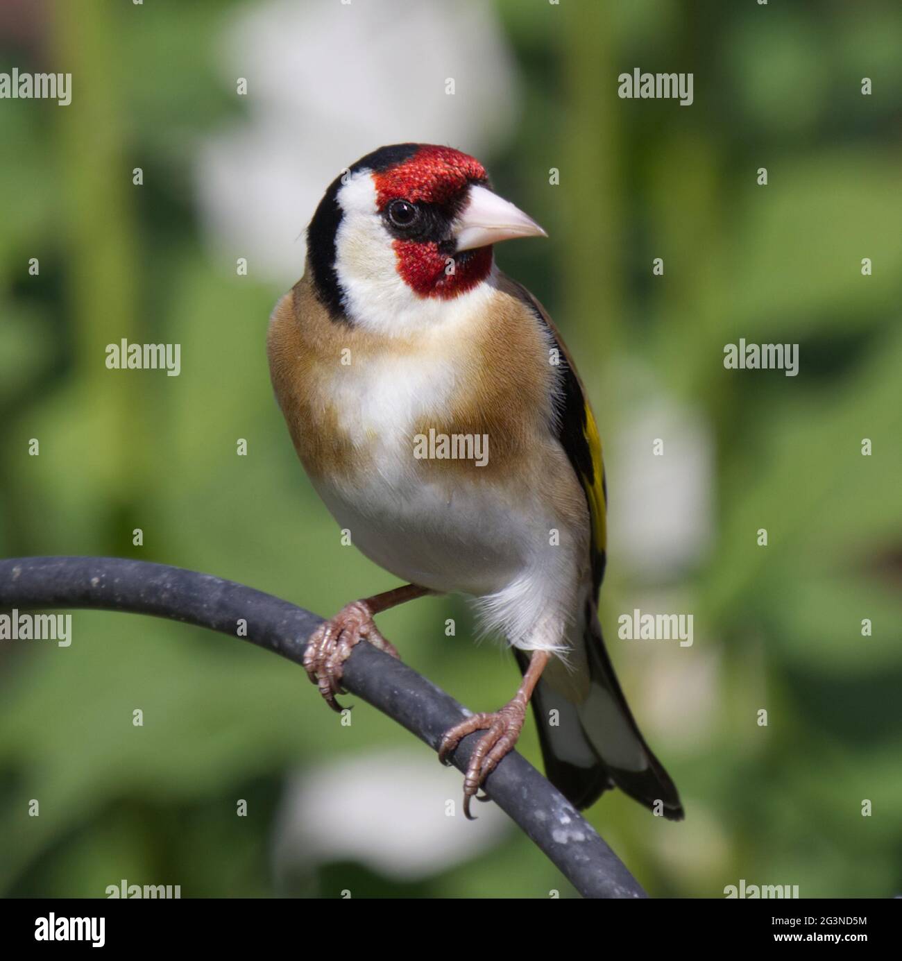 Gold Finch on a feeder, a British Native wild bird in Staffordshire ...