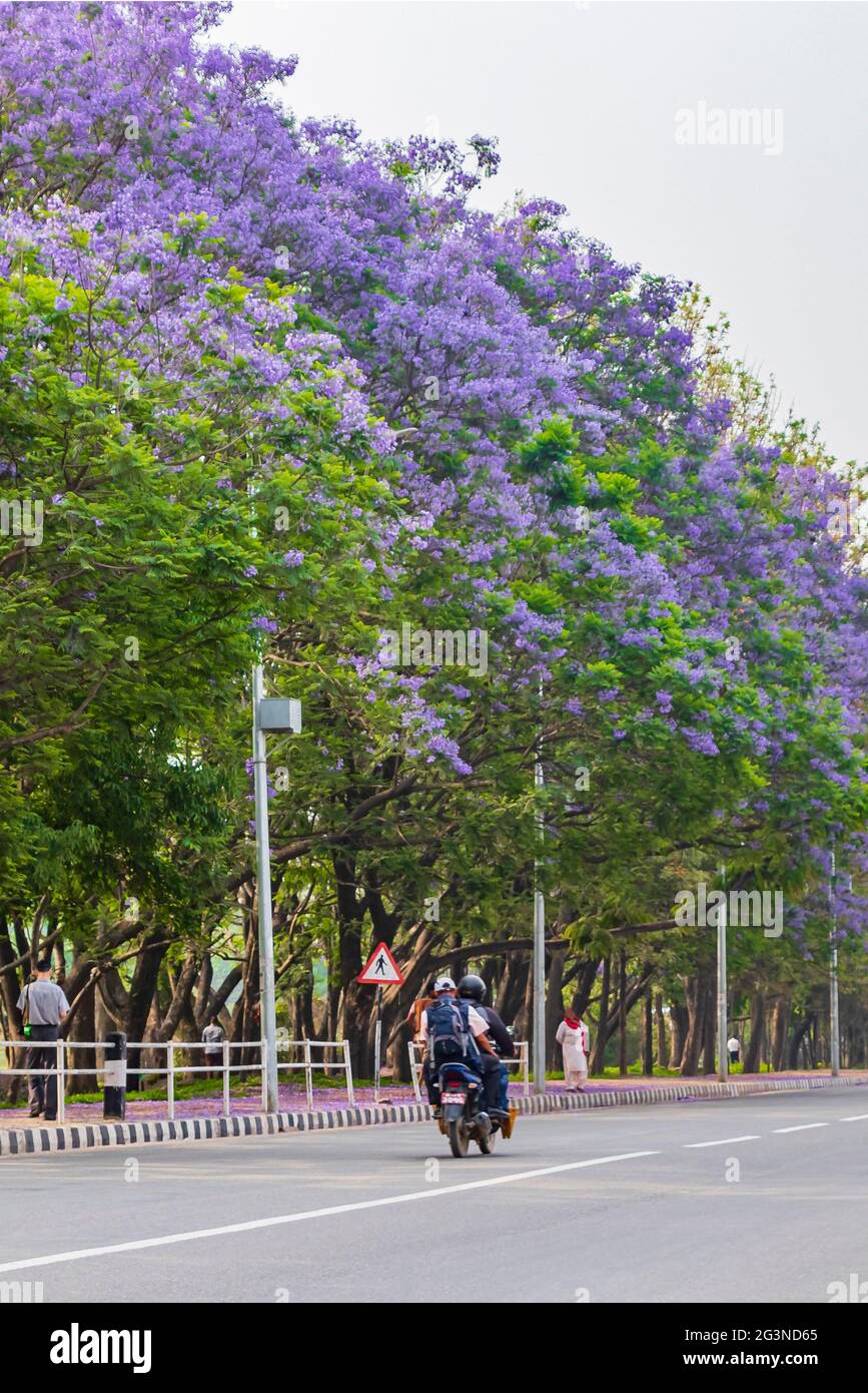 Beautiful purple violet blue Jacaranda ornamental trees by the road in ...