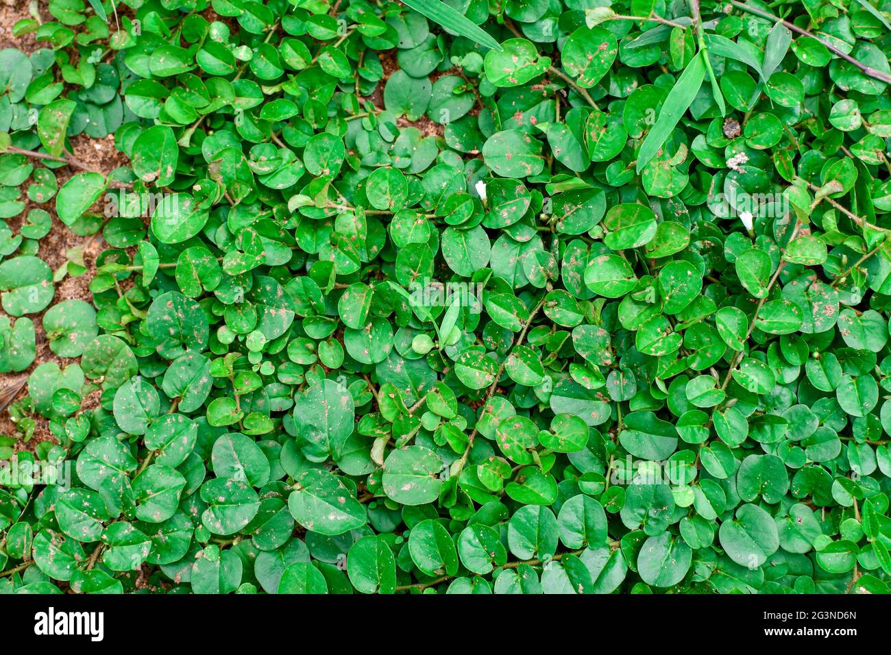 Green Vines Leaves Beutiful Background Creating a pattern Design Stock ...