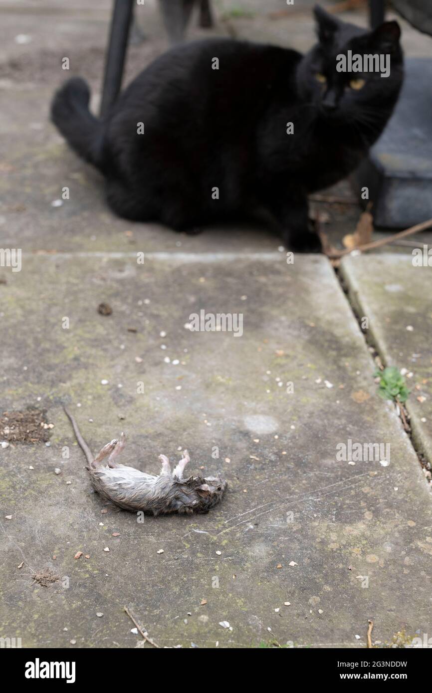 Cat eating rat hi-res stock photography and images - Alamy