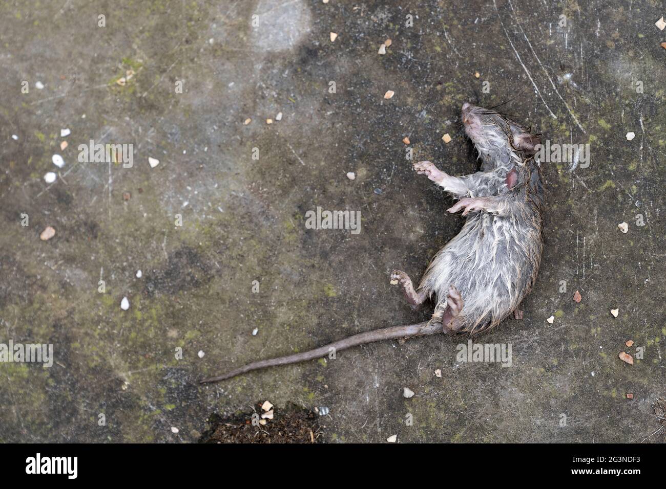 A Dead young rat caught by the cat in the garden top view Stock Photo ...