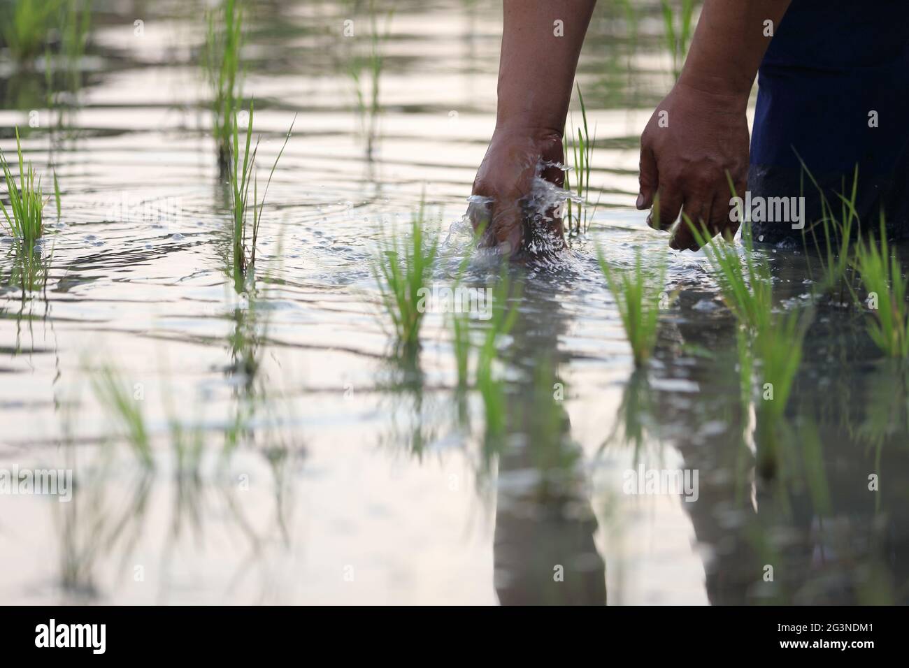 Farmer rice planting on water Stock Photo - Alamy
