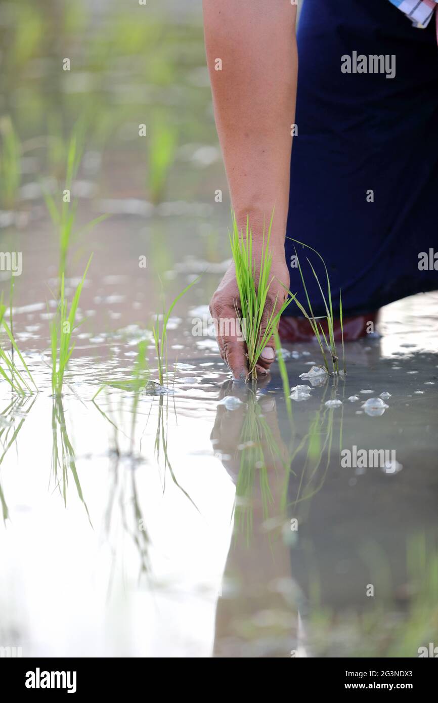Farmer rice planting on water Stock Photo - Alamy