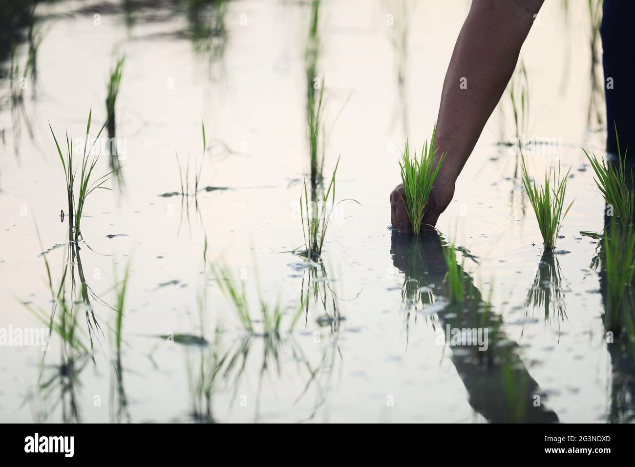 Farmer rice planting on water Stock Photo - Alamy