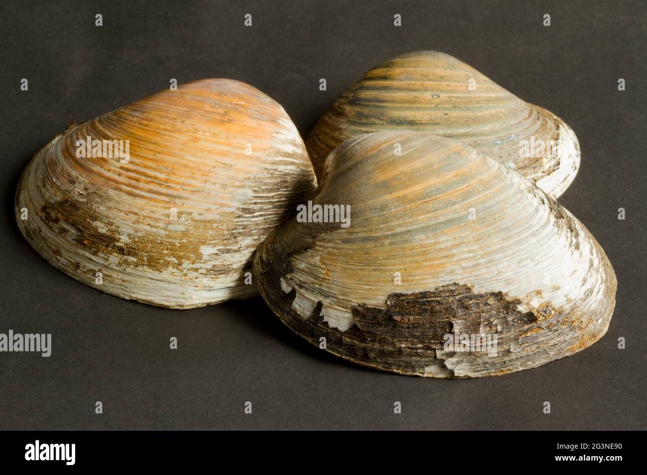 The Icelandic Cyprine is a robust bi-valve mollusc that lives buried in ...