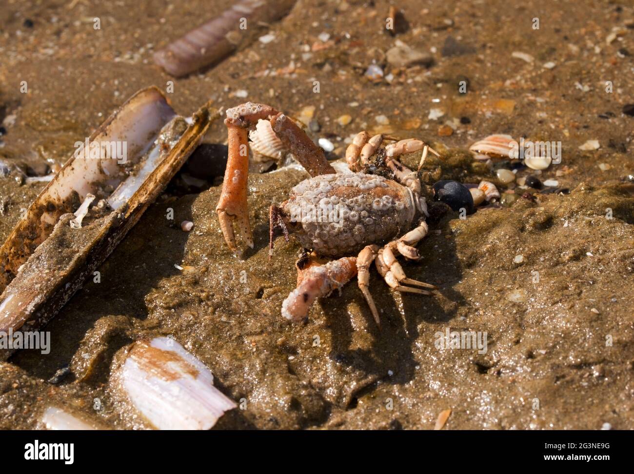Crab uk alive hi-res stock photography and images - Alamy