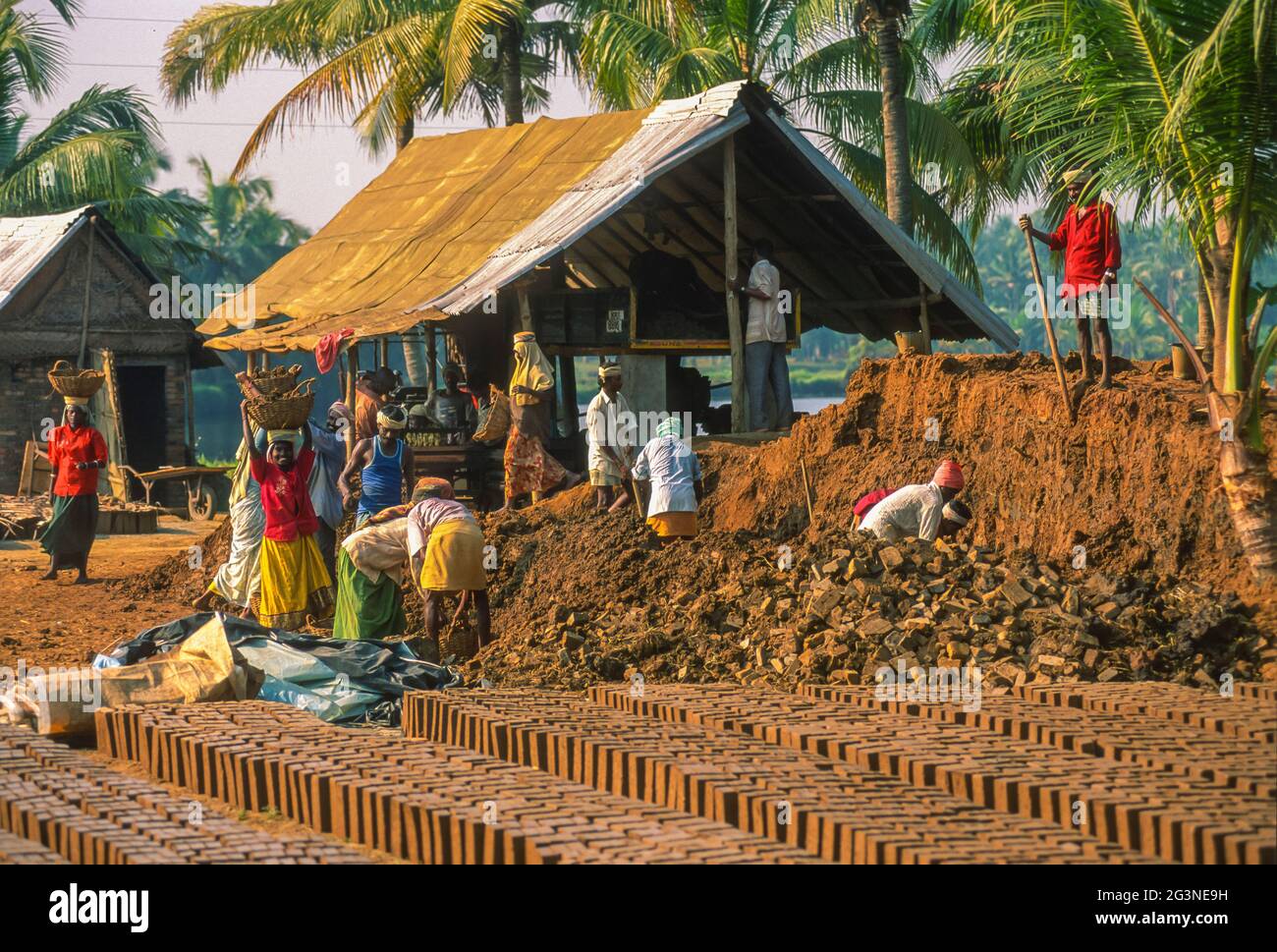 PAVAVOOR, KERALA STATE, INDIA - Migrant workers from Tamil Nadu work at ...