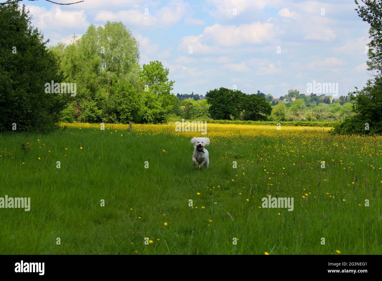 Flower field with running dog Stock Photo - Alamy