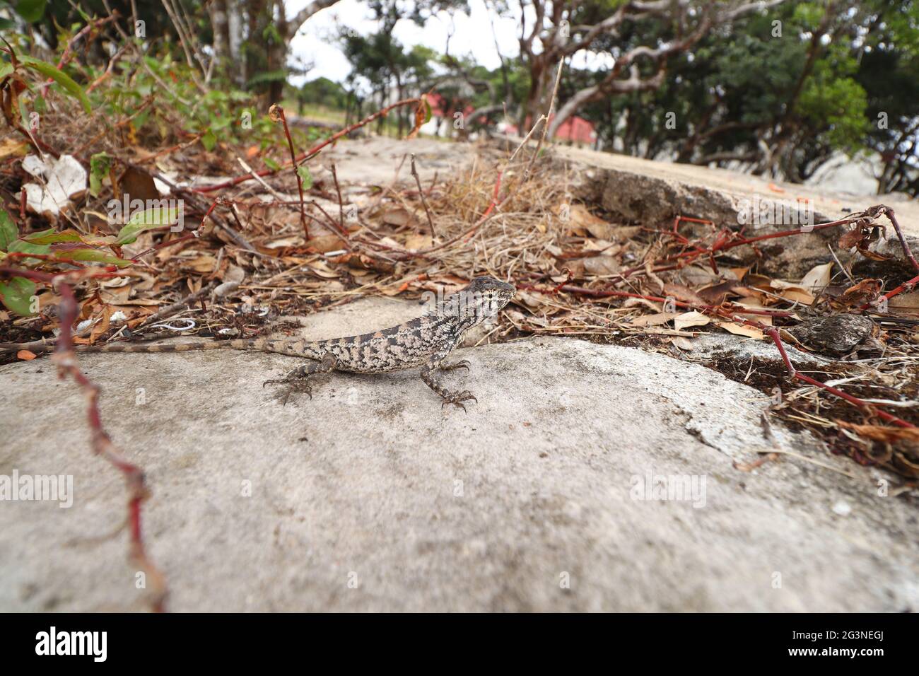 Phrynocephalus Versicolor lizard, also known as the Tuvan toad-headed ...