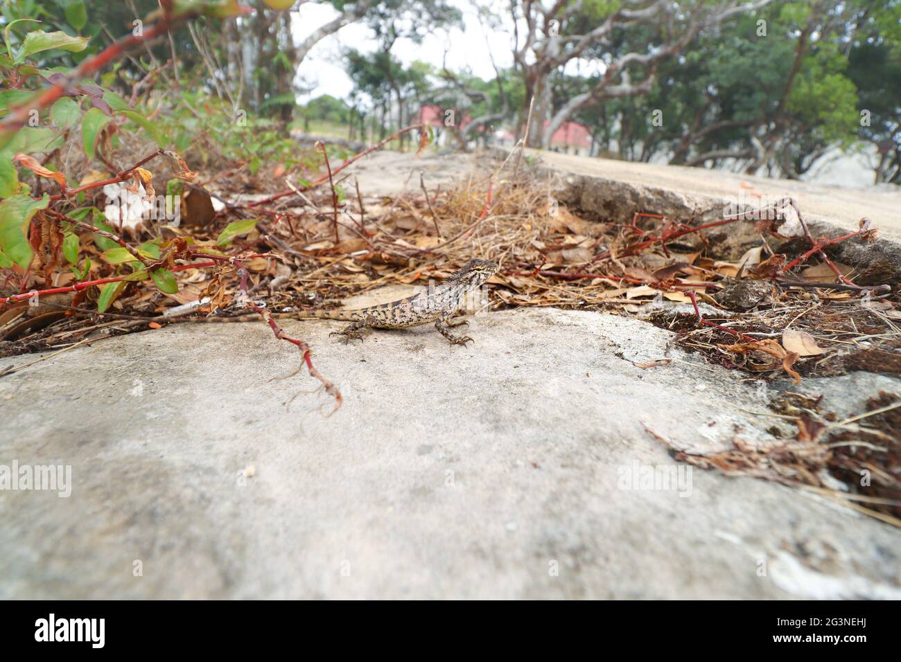 Phrynocephalus Versicolor lizard, also known as the Tuvan toad-headed ...