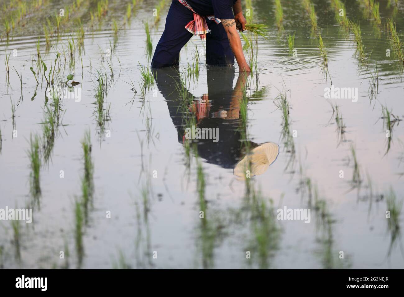 Farmer harvest on rice field hi-res stock photography and images - Alamy