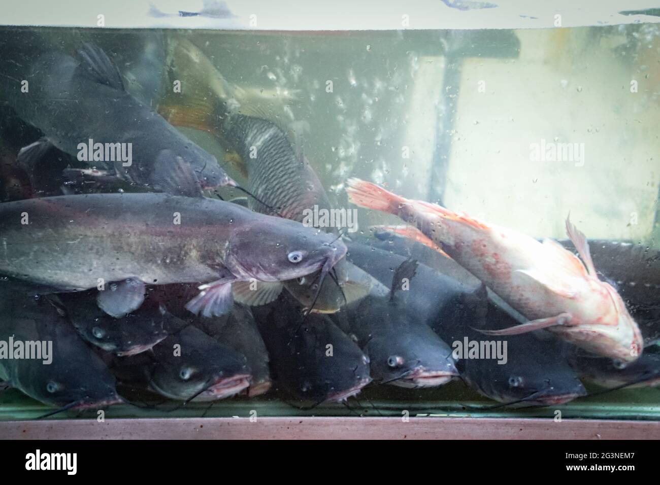 Shot of wels catfishes, also known as sheatfishes in an aquarium in a ...