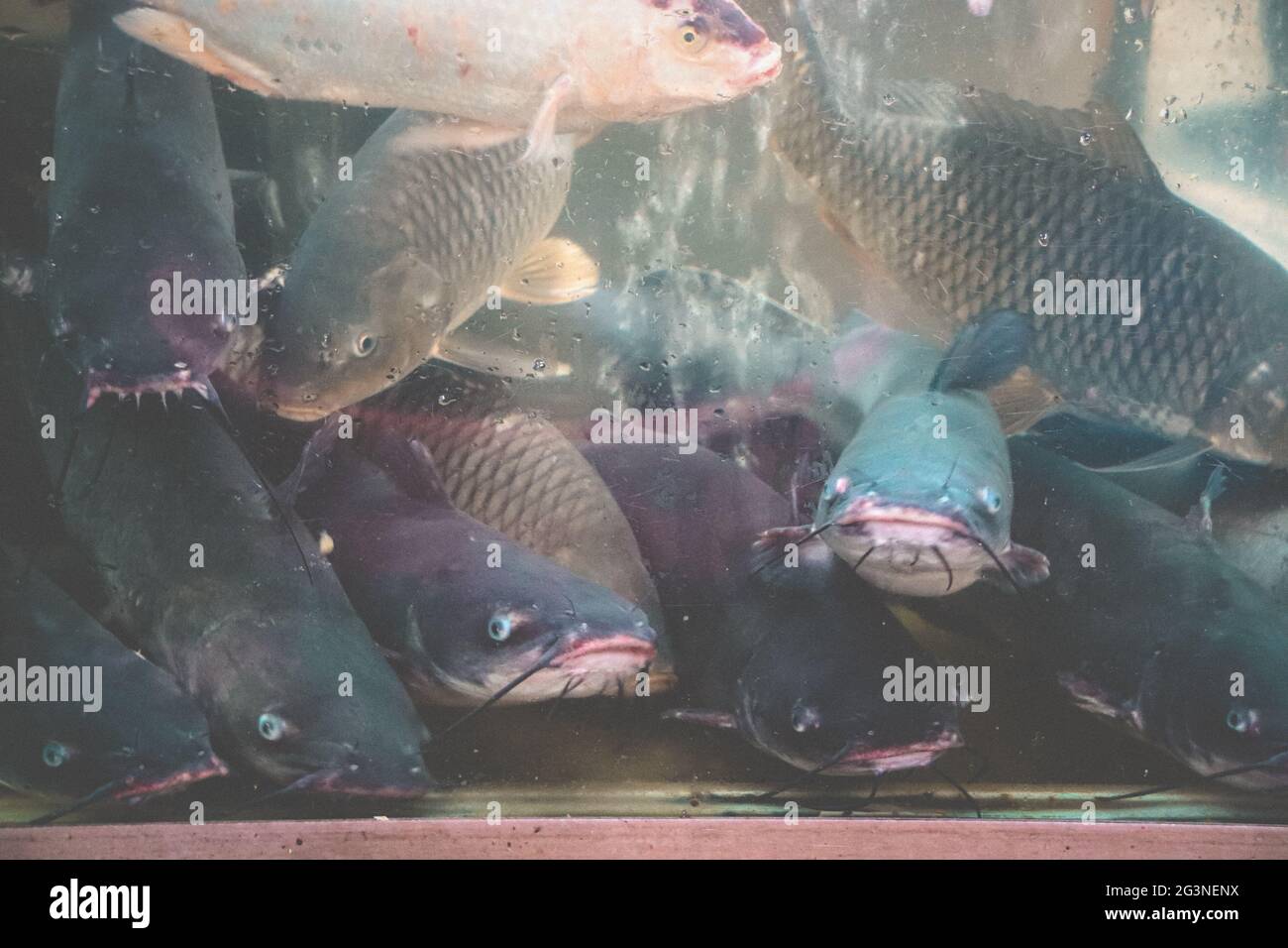 Shot of wels catfishes, also known as sheatfishes, in an aquarium in a ...