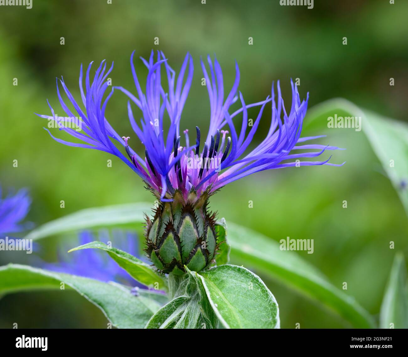 Native cornflower hi-res stock photography and images - Alamy