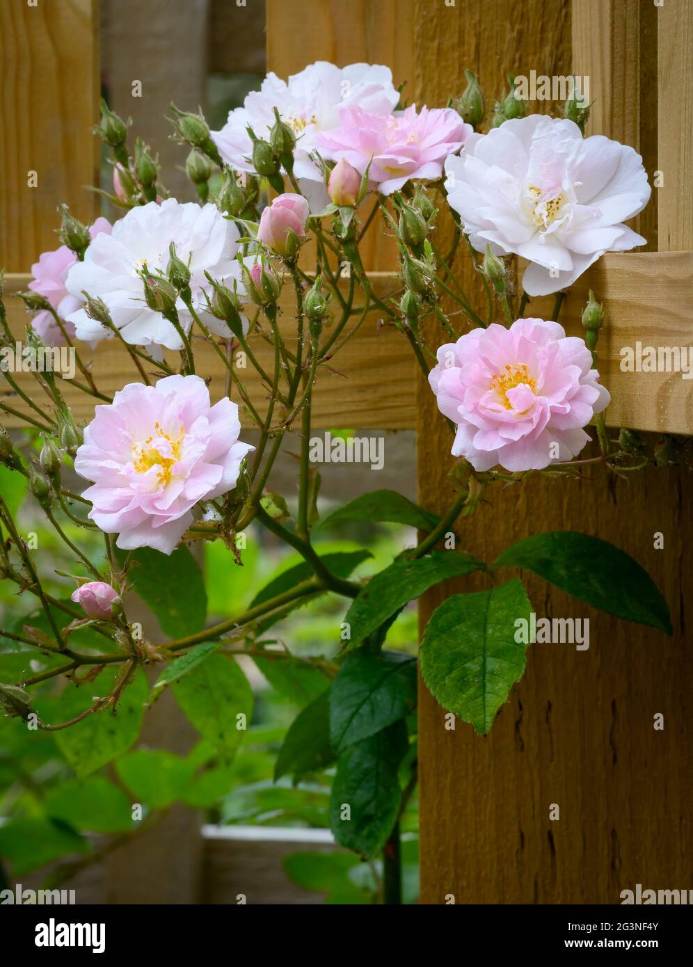 Massed roses hi-res stock photography and images - Alamy