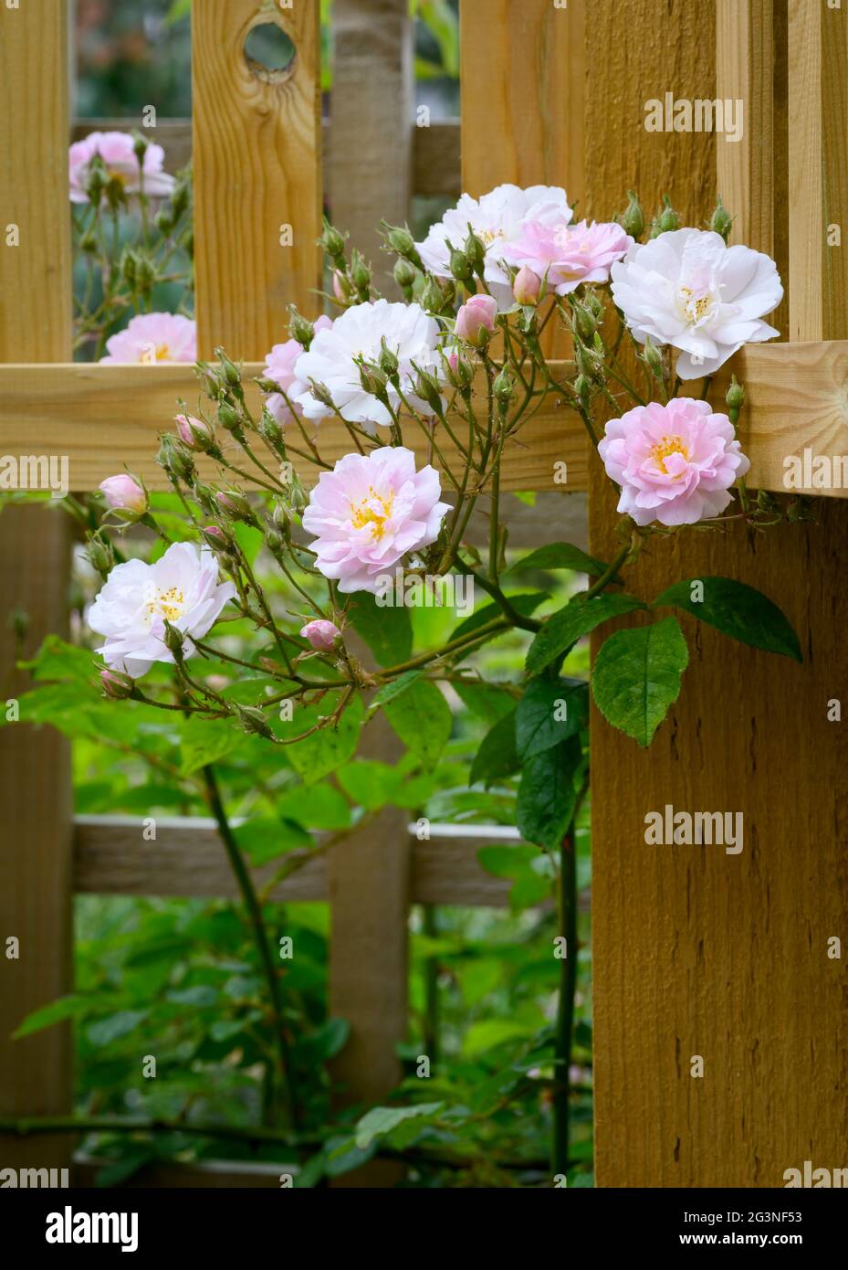 White rambling climbing rose hi-res stock photography and images - Alamy