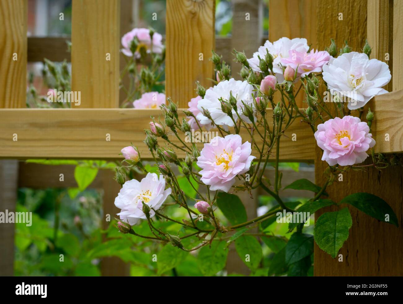 White rambling climbing rose hi-res stock photography and images - Alamy
