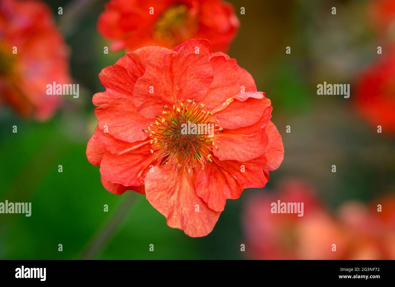 Red Geums Flowering High Resolution Stock Photography and Images - Alamy