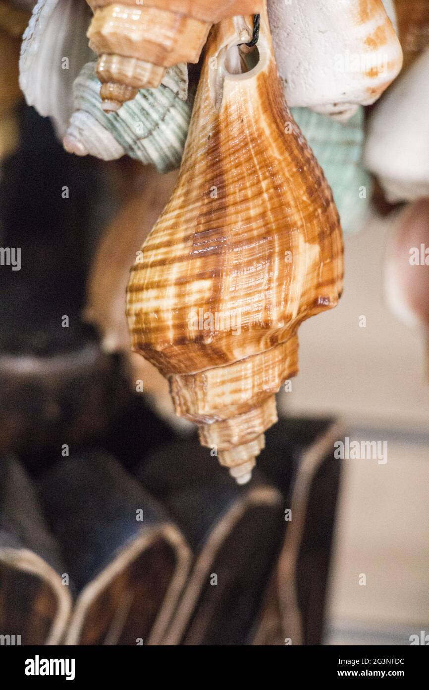 Various types of little seashells Stock Photo - Alamy