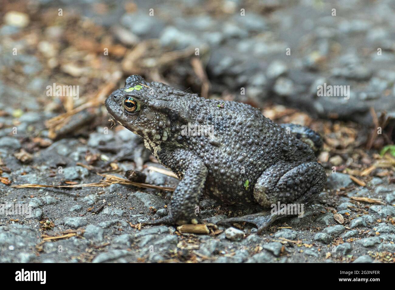 A common toad or European toad Stock Photo - Alamy