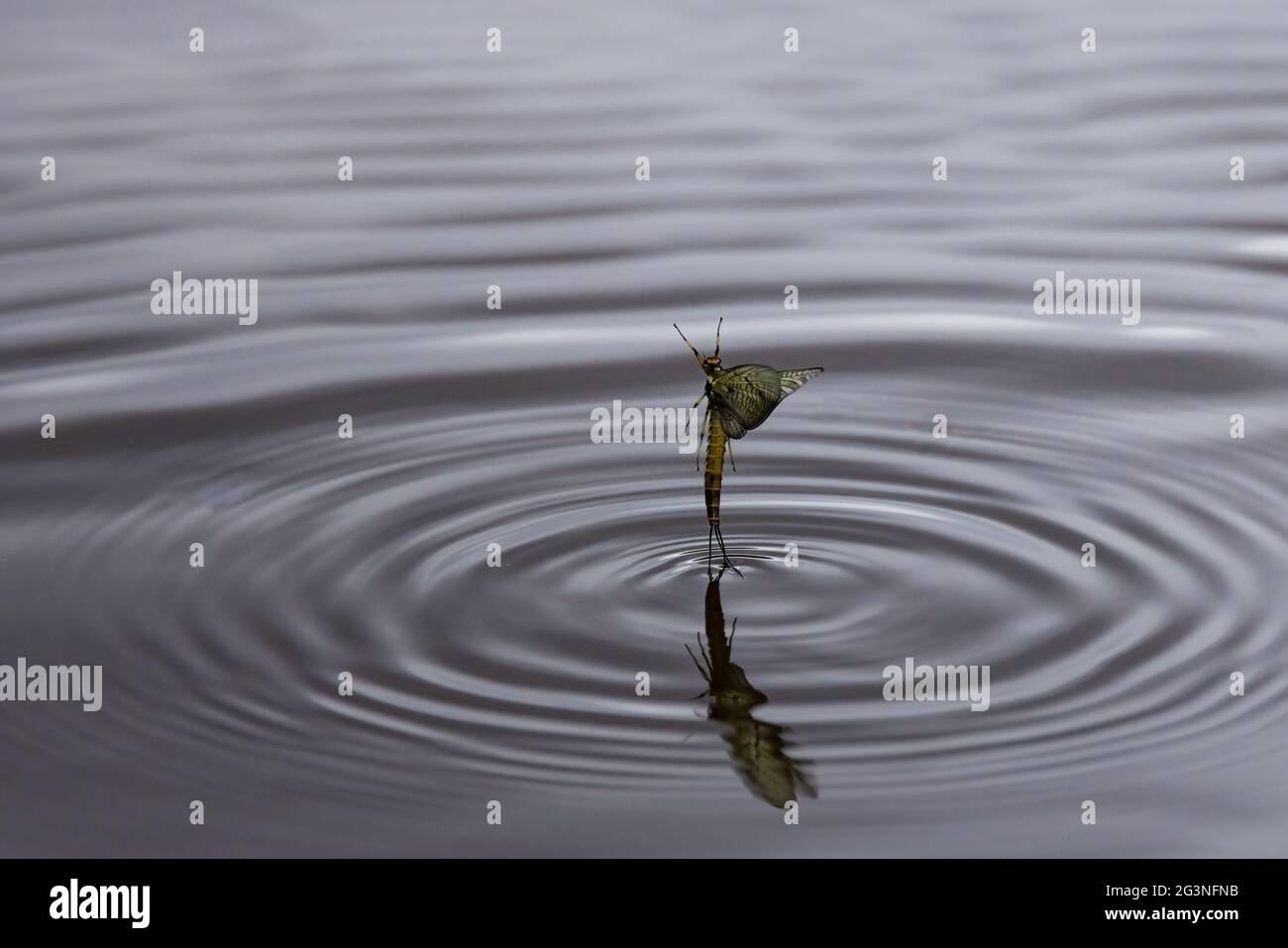 Fluttering fish hi-res stock photography and images - Alamy