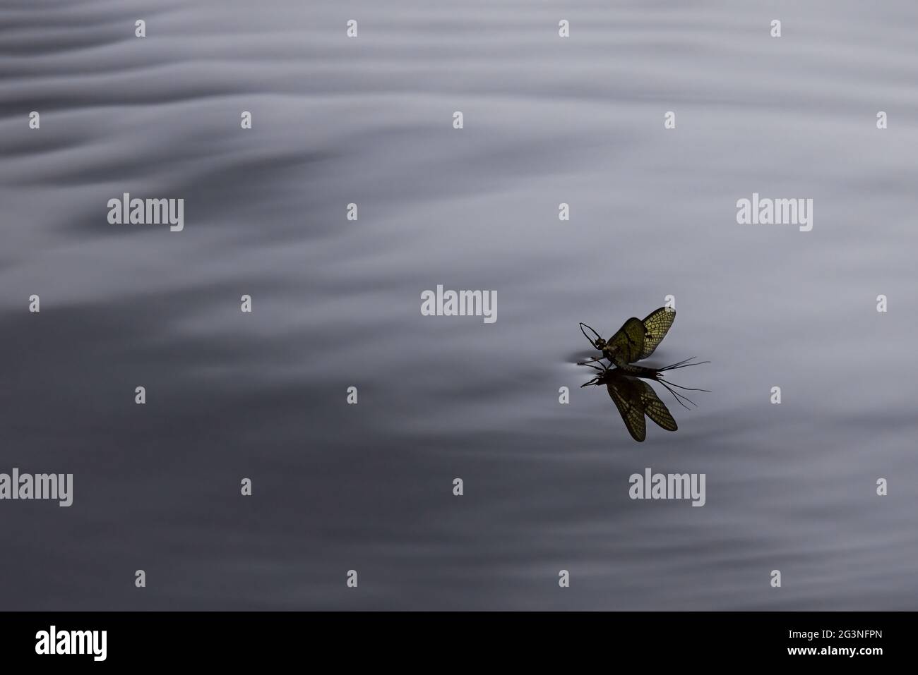 Mayfly flying fish hi-res stock photography and images - Alamy