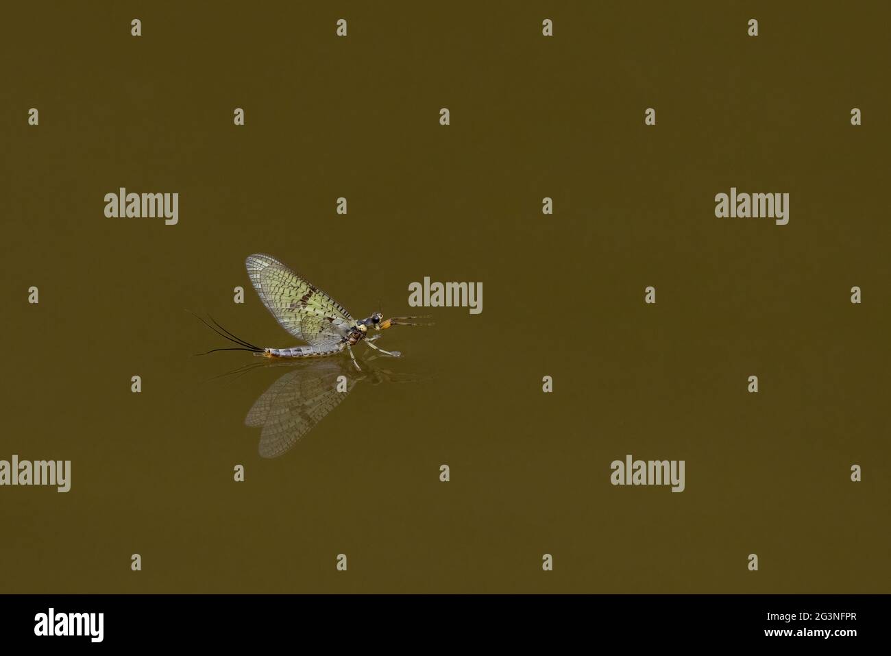 Mayfly flying fish hi-res stock photography and images - Alamy