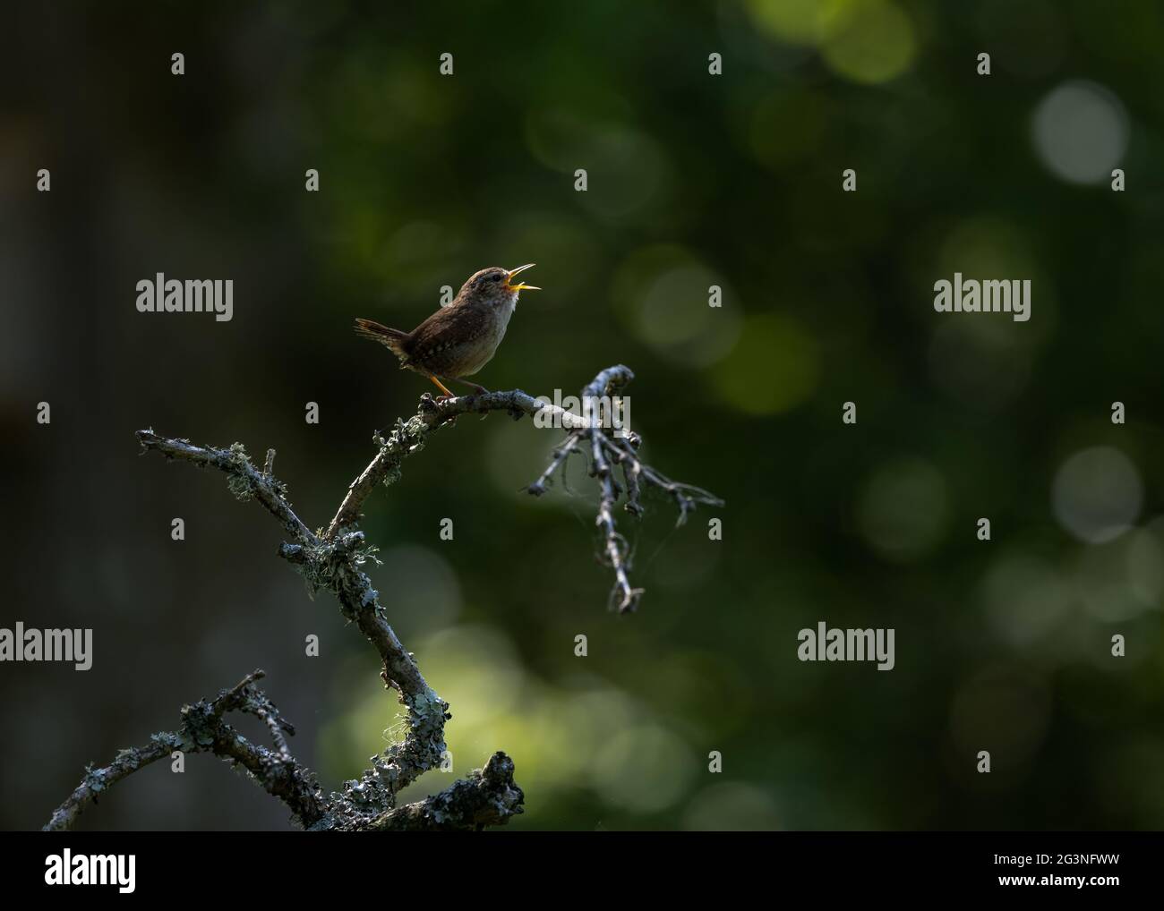 Backlit wren singing on a branch Stock Photo - Alamy