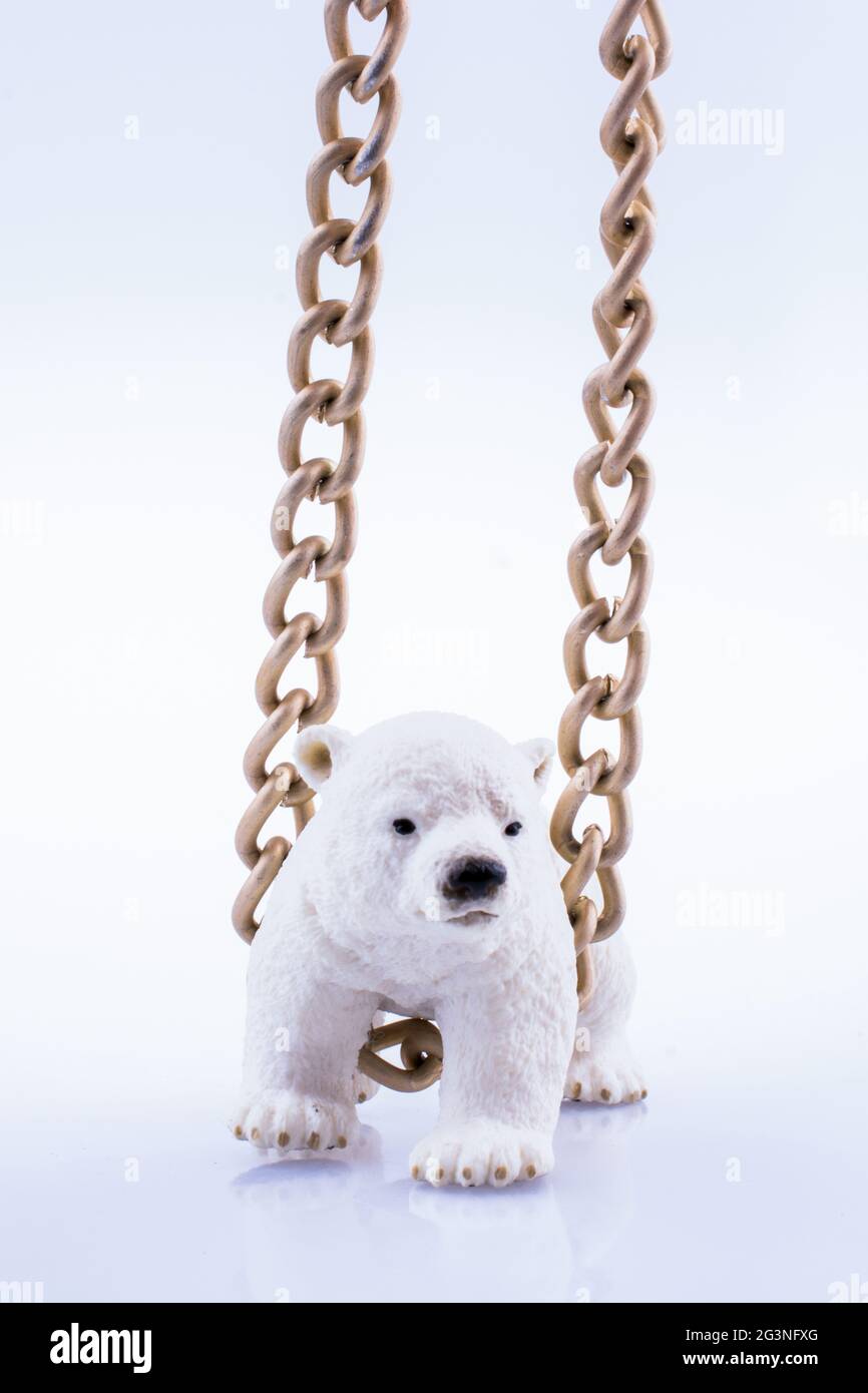 Polar bear cub and chain Stock Photo - Alamy