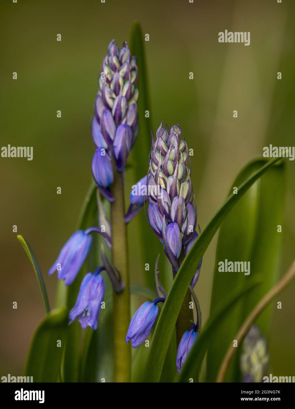 First bluebells and whitebells about flower Stock Photo - Alamy