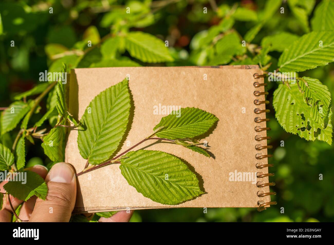 Tree leaves over a notebook page Stock Photo - Alamy