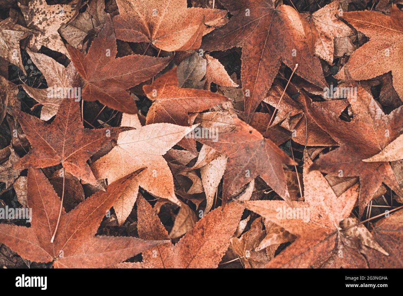 September background hi-res stock photography and images - Alamy