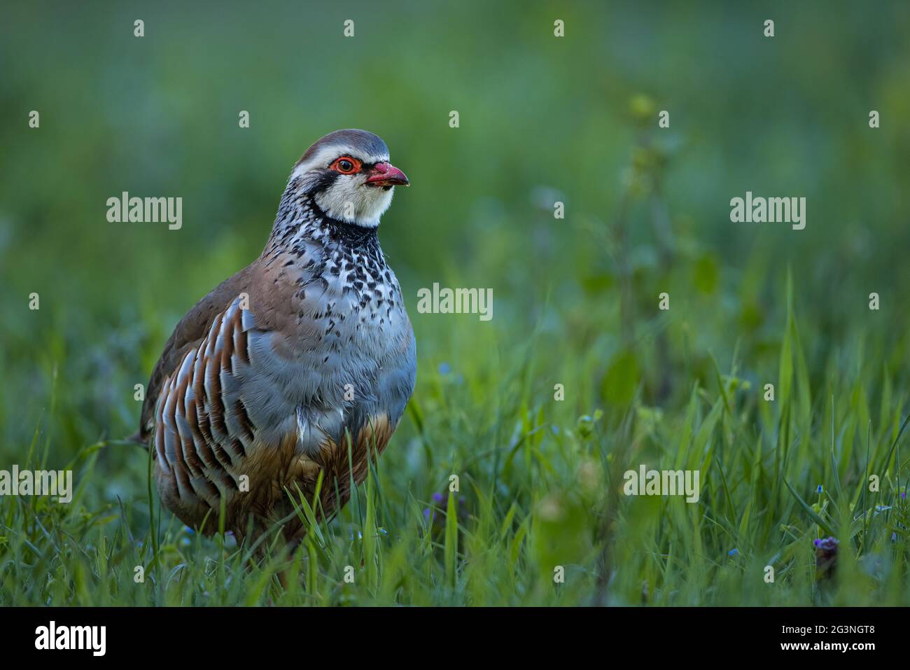 Red-legged Partridge in a field Stock Photo - Alamy