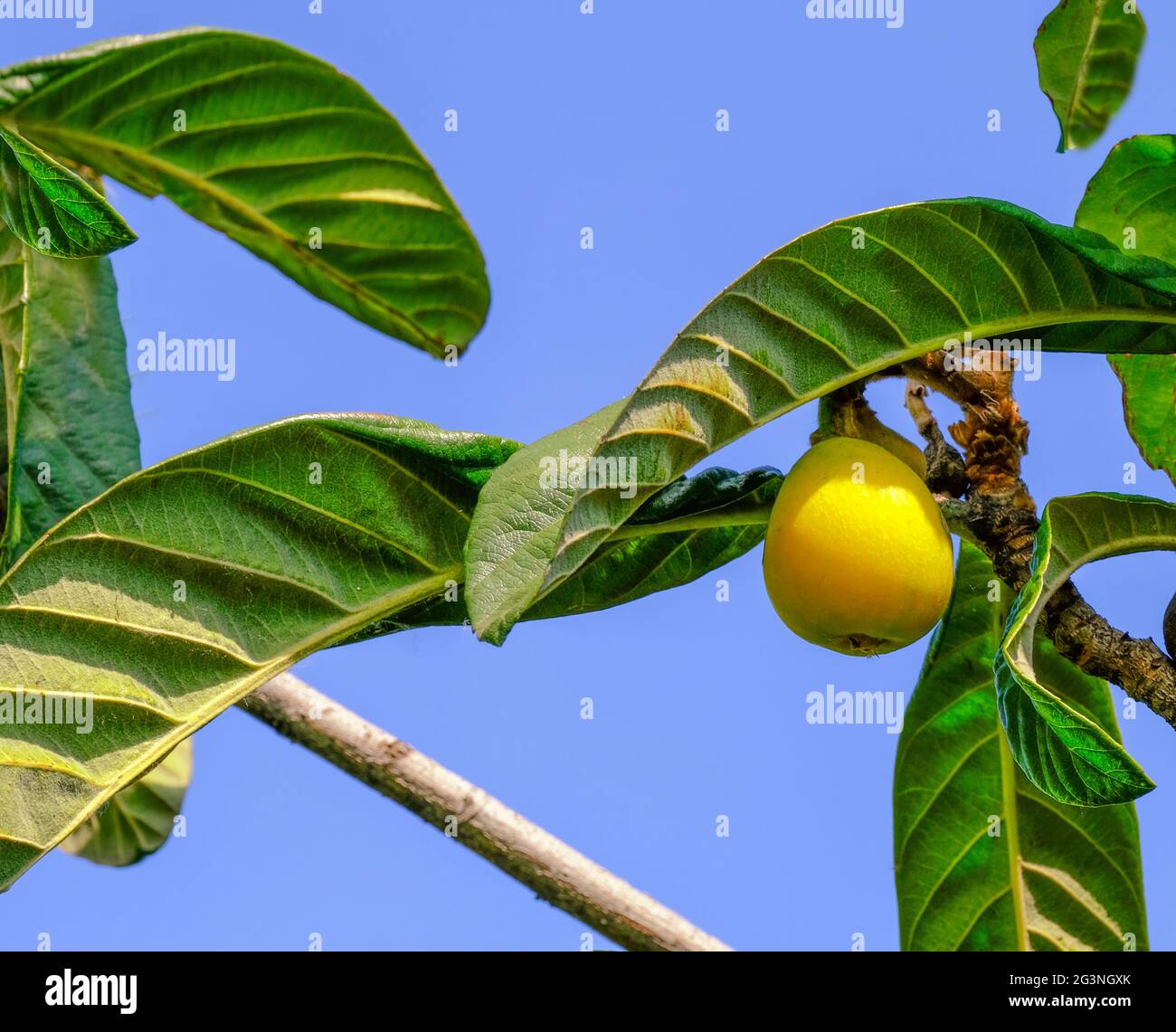 the fruits of the Japanese medlar ripen on the tree. Loquat Tree Stock ...