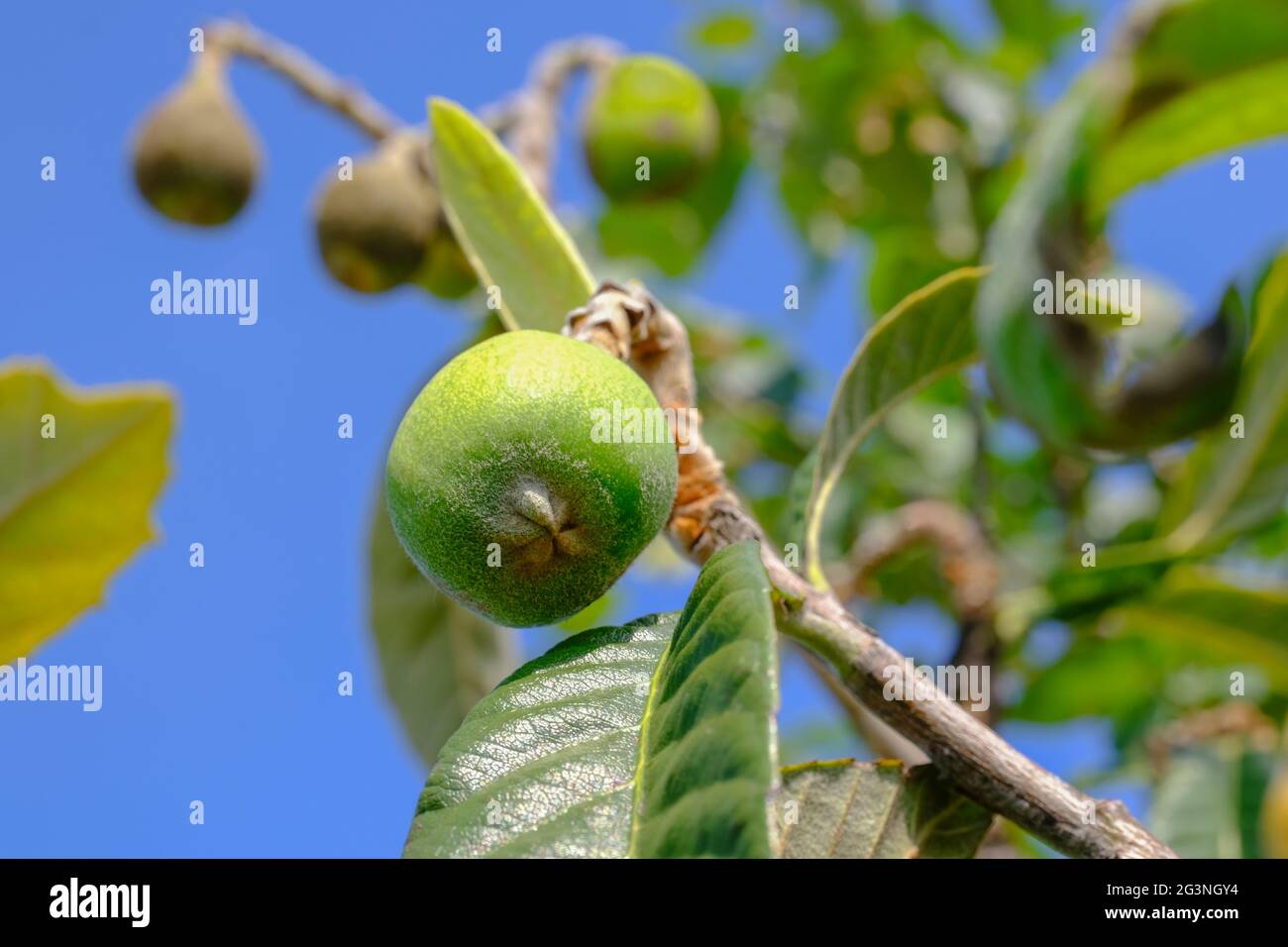 Loquat tree hi-res stock photography and images - Alamy