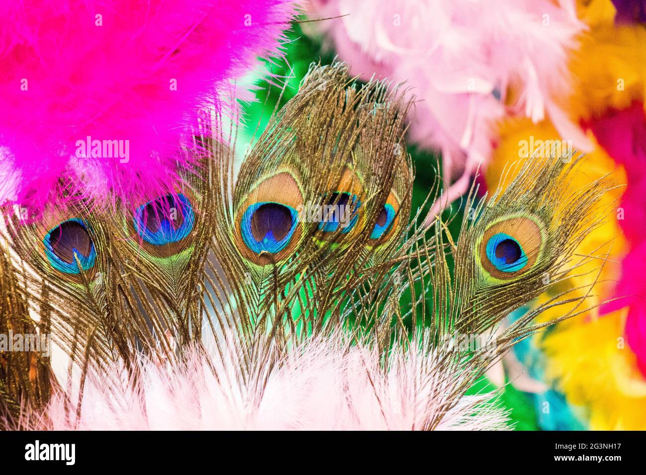 Beautiful bird hi-res stock photography and images - Alamy