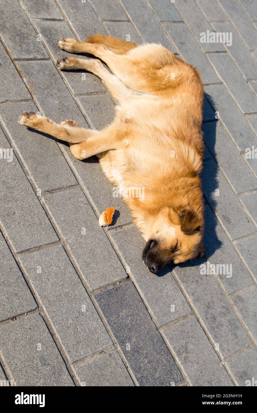 Hungry street dog hi-res stock photography and images - Alamy