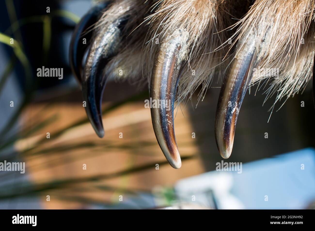 Sharp claws hi-res stock photography and images - Alamy