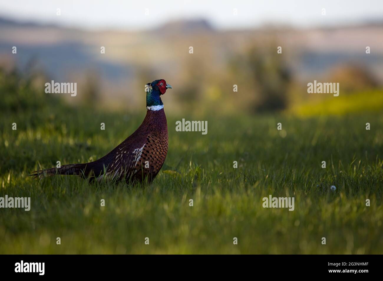 Pheasant in the early morning light Stock Photo - Alamy