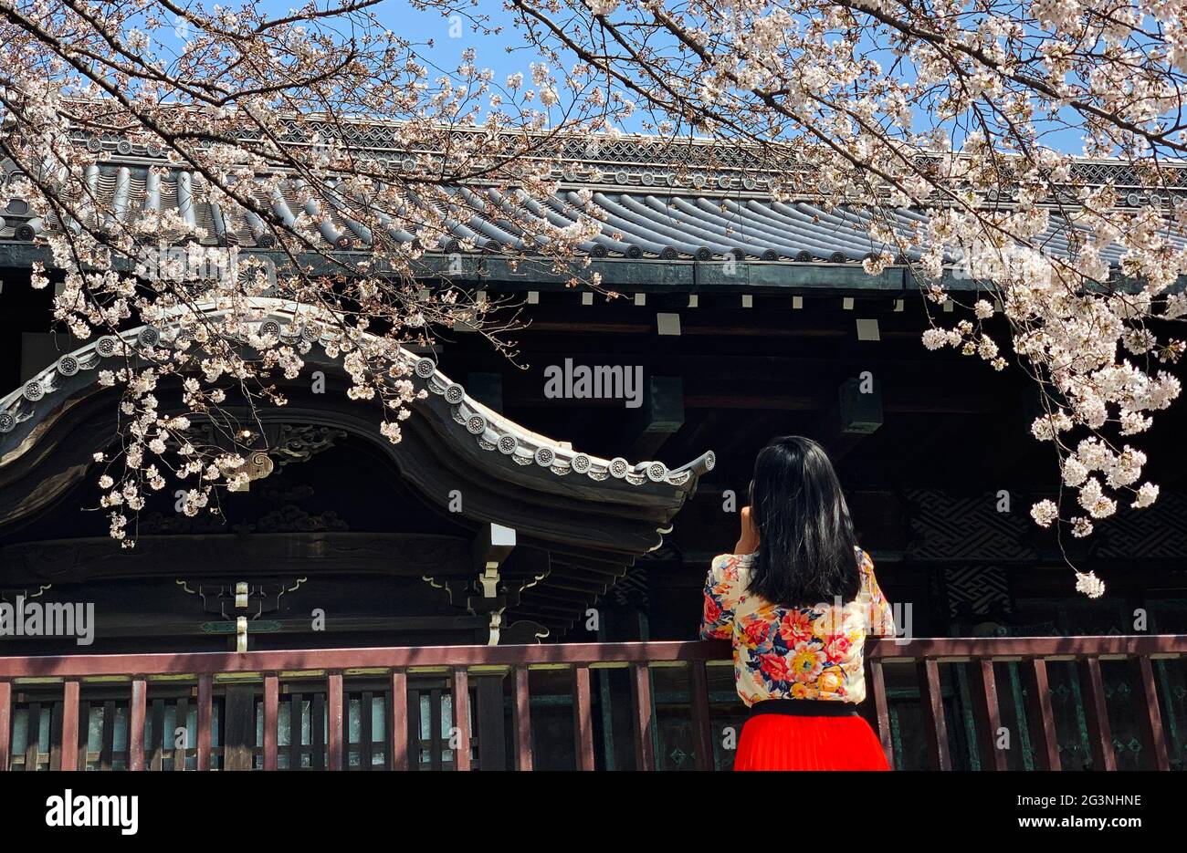 A look from behind a girl viewing fully bloomed sakura in front of a ...