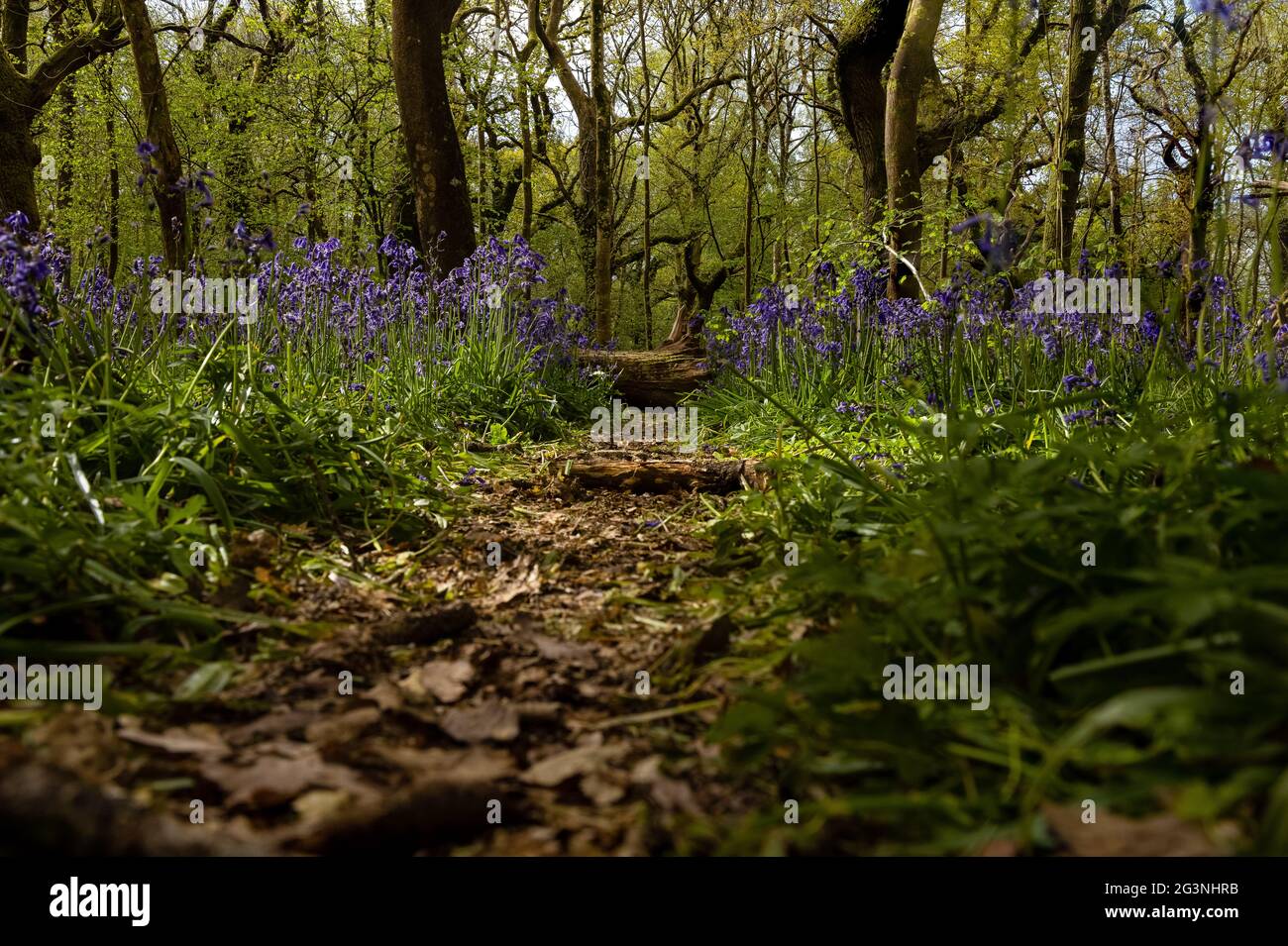 Bluebell pathway in Dorset woods Stock Photo - Alamy