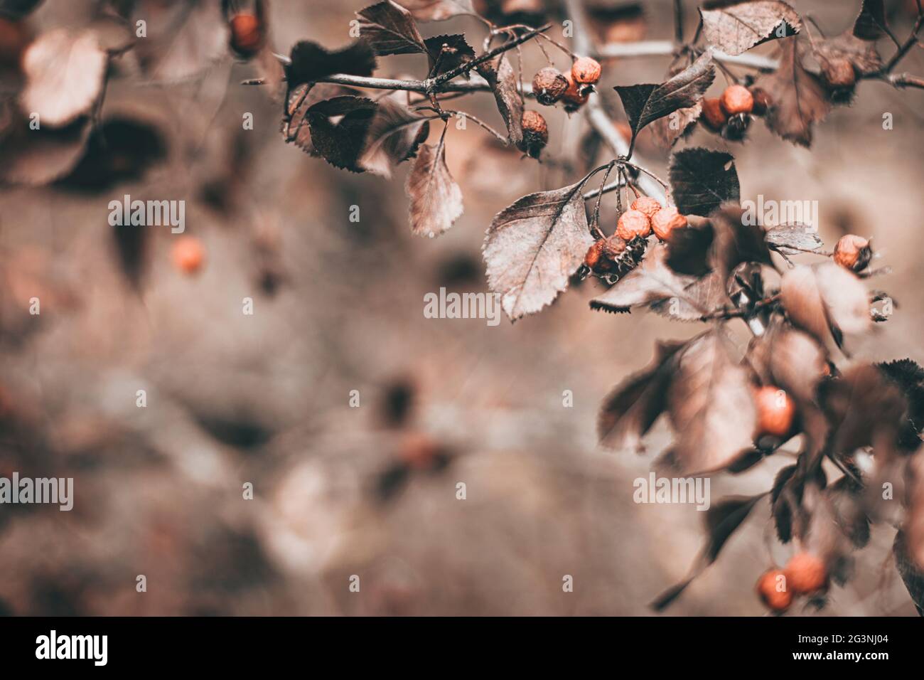 Fall leaves background hi-res stock photography and images - Alamy