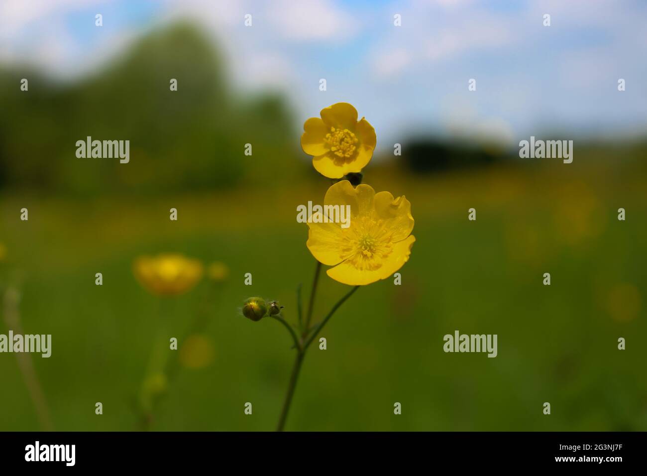 Butter yellow cups hi-res stock photography and images - Alamy