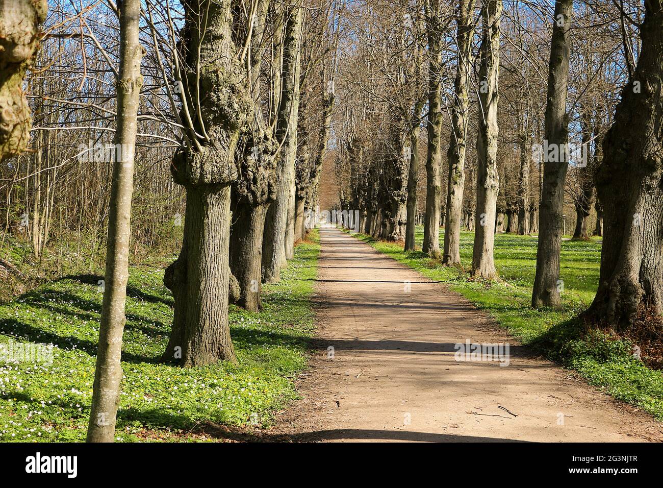Beautiful pathway surrounded by tall dried trees in the park under the ...